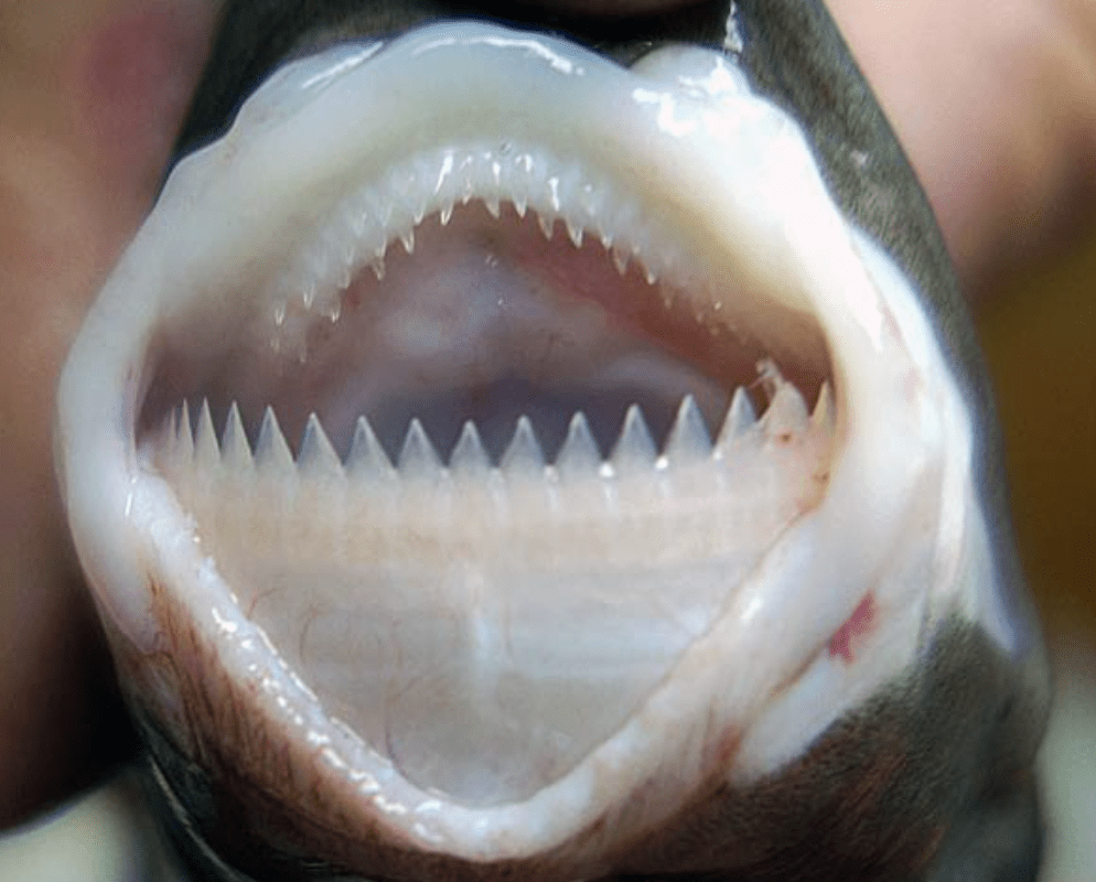 Cookiecutter Shark-Related Injuries in Hawai’i – The Daily News of Open ...