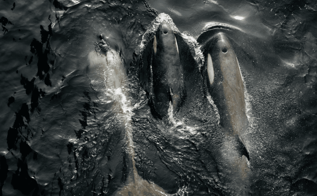 19 Futuristic Inventions For Open Water Swimmers – Daily News of Open ...