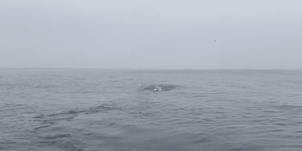 Amy Appelhans Gubser Swim Through the Red Triangle, Completes A Very ...