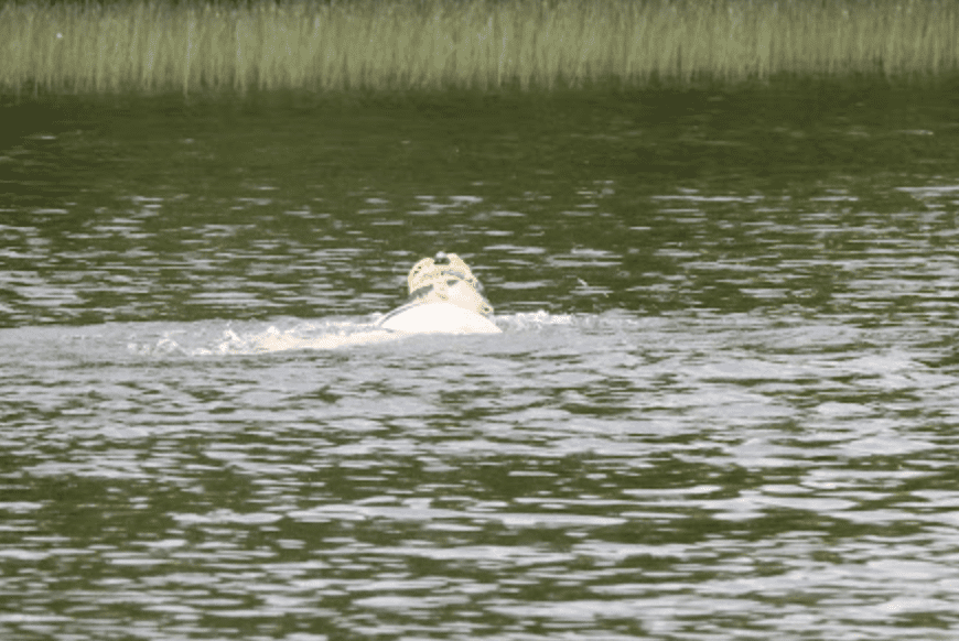 Caroline Block Swims Across Border from Lake Memphremagog to Lac ...