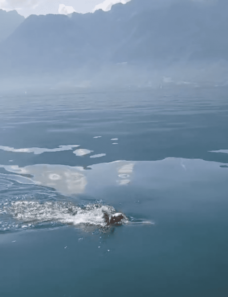 Samantha Farrow Breaks Female Lac Léman Crossing Record – Daily News of ...